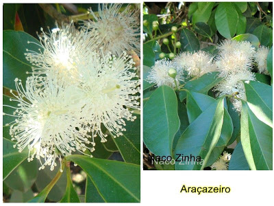 Iogurte de araçá - Nacozinhabrasil